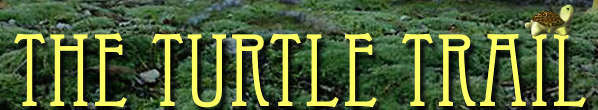 The Turtle Trail